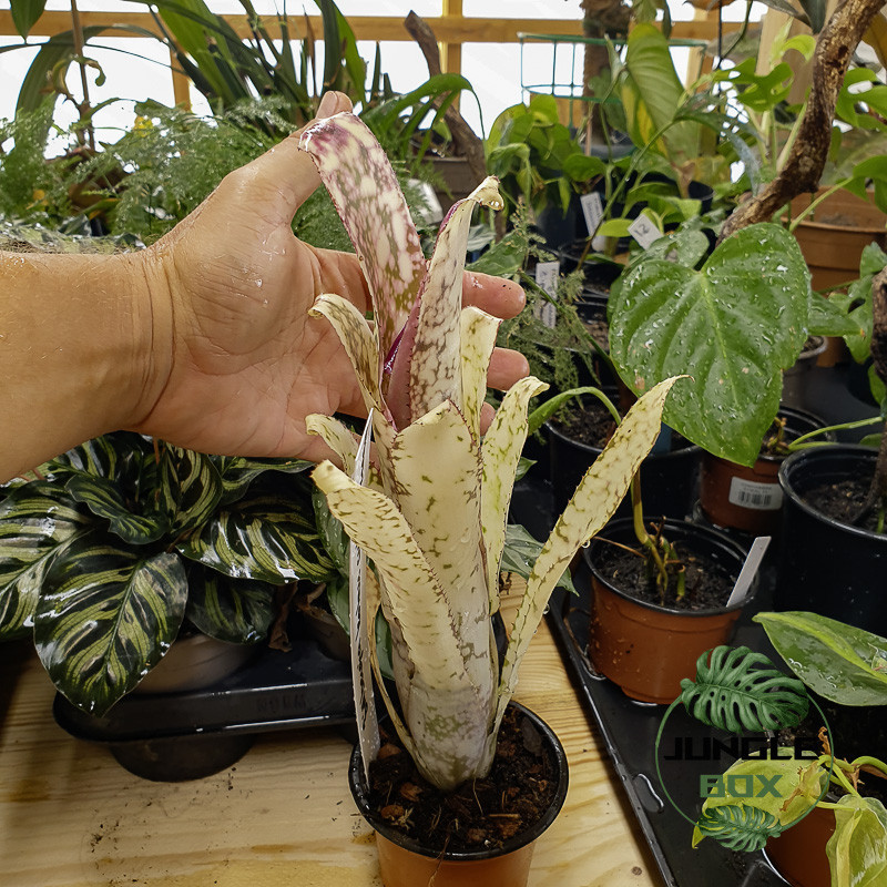 billbergia kolan clotted cream